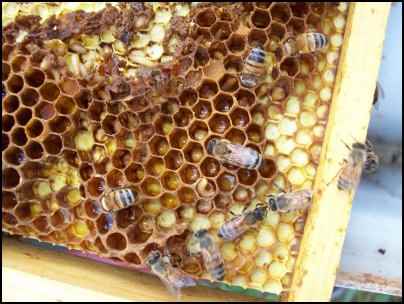 Preparing Bees for Winter: Getting Ready to Get Ready For Winter