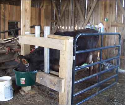 My Experience with Home Milking