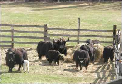Homesteading for Retirement: Chickens, Yaks, and a Garden Bounty