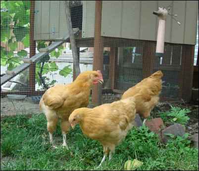 Homesteading for Retirement: Chickens, Yaks, and a Garden Bounty