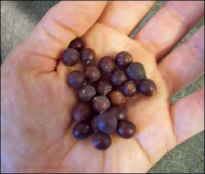 The Humble Hackberry Tree - Homestead.org