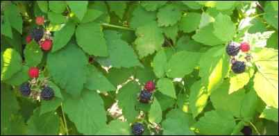 Edible Landscaping: Eat Your Environment | Plant Fruits and Herbs