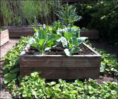 Small-scale Homesteading: How Much Do You Really Need?