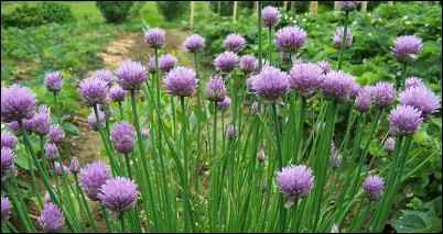 Chive Talkin': Facts About Chives - Homestead.org