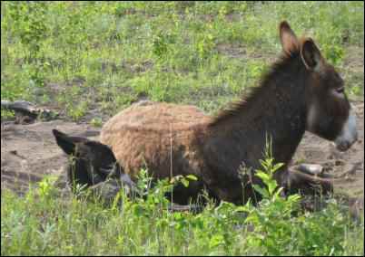 My Guardian Donkey: Burden of Beasts - Homestead.org