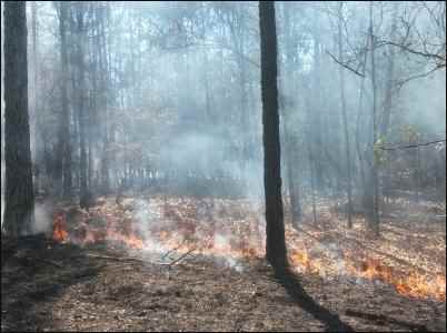 The Learned Burn: Prescribed Burns to Prevent Wildfires