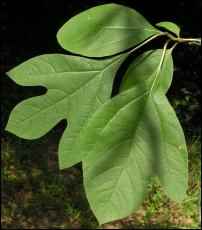 Dendrology Demystified: A Tree Tutorial, Part 2 - Homestead.org