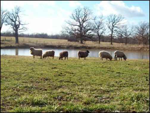 Getting Started Spinning Wool: Spinning Wool for Beginners
