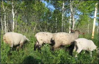 The Uncertain Shepherdess: Learning Shepherding on the Fly
