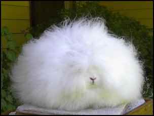 Raising Angora Rabbits: The Wool Industry’s Pride and Joy
