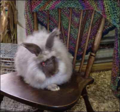 Raising Angora Rabbits for Fur - Homestead.org