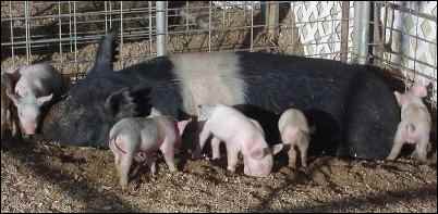 The Sad Fate of Mr. Piggy - Homestead.org