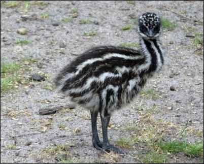 The Healing Properties of Emus - Benefits of Emu Oil