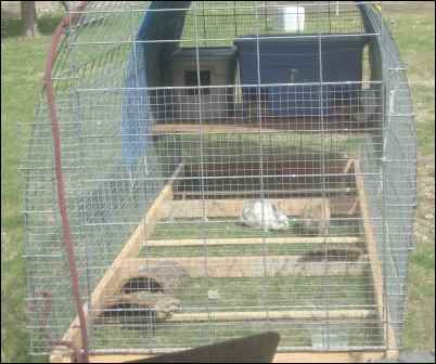 Cage-Free Rabbits: Fertilizer in Motion - Homestead.org