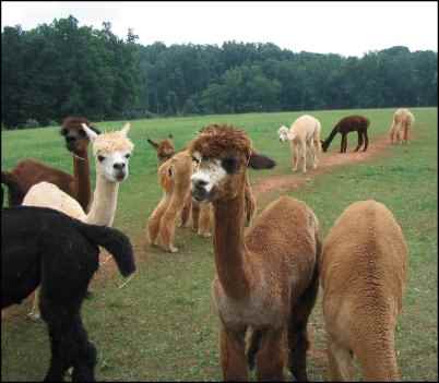 Humming Alpacas: Visiting an Alpaca Farm with Homestead.org