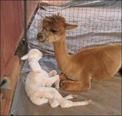 Humming Alpacas: Visiting an Alpaca Farm with Homestead.org