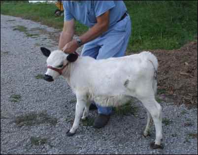 Raising Miniature Cattle Breeds: Itty Bitty Bovines - Homestead.org