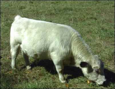 Raising Miniature Cattle Breeds: Itty Bitty Bovines - Homestead.org