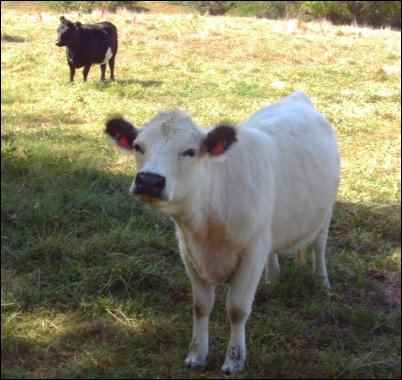 Raising Miniature Cattle Breeds: Itty Bitty Bovines - Homestead.org