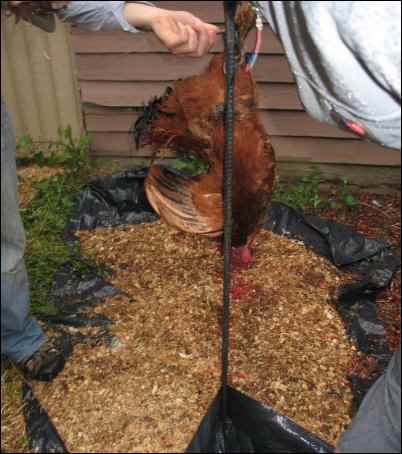 Processing Poultry: City Folk Learn to Dispatch and Dress Chickens