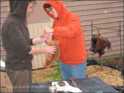 Processing Poultry: City Folk Learn to Dispatch and Dress Chickens