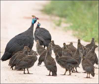 Miracle Guineas: The Book Was Wrong - Homestead.org