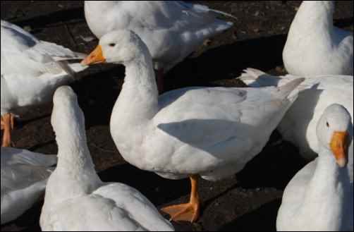 Best Poultry For Your homestead - Best Chicken Breeds for Homestead