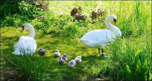 Best Poultry For Your homestead - Best Chicken Breeds for Homestead