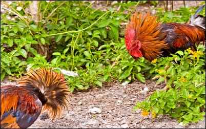 Roosters A Plenty - Homestead.org