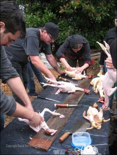 Processing Poultry: City Folk Learn to Dispatch and Dress Chickens