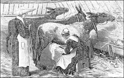 A Brief History of Milk - Homestead.org Homesteading