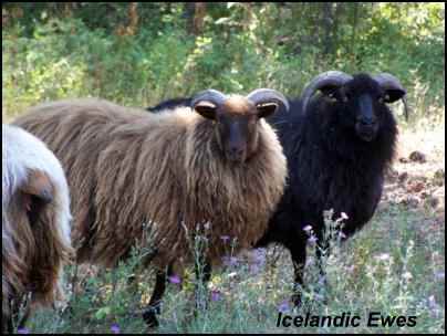 Heritage Breeds on the Homestead: Oldies, but Goodies