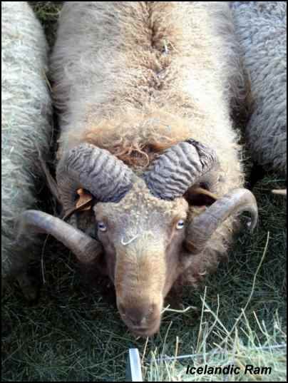 Heritage Breeds on the Homestead: Oldies, but Goodies