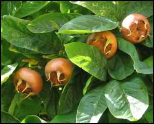 Strange Edibles: Unusual Fruits and Vegetables for Homesteading