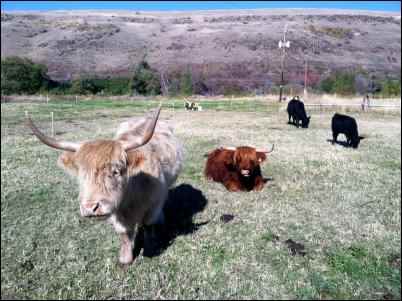 From Beets to Beef – A Vegetarian’s Journey to Raising Beef Cattle