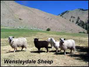 Heritage Breeds on the Homestead: Oldies, but Goodies