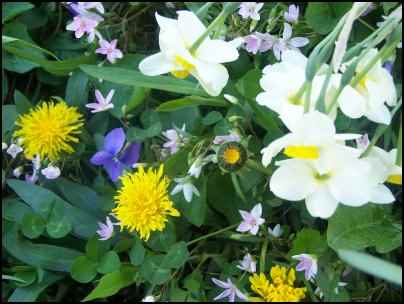 In Favor of a Naturalized Lawn - Homestead.org