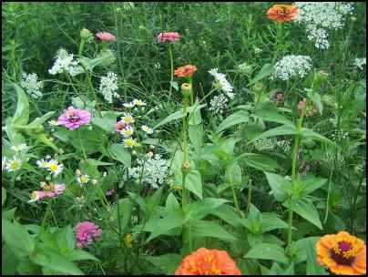 In Favor of a Naturalized Lawn - Homestead.org