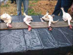 Processing Poultry: City Folk Learn to Dispatch and Dress Chickens